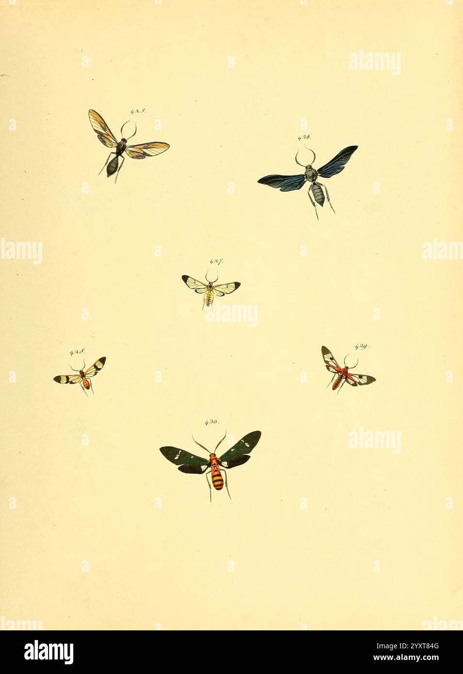 Six meticulously illustrated insects hi-res stock photography and ...