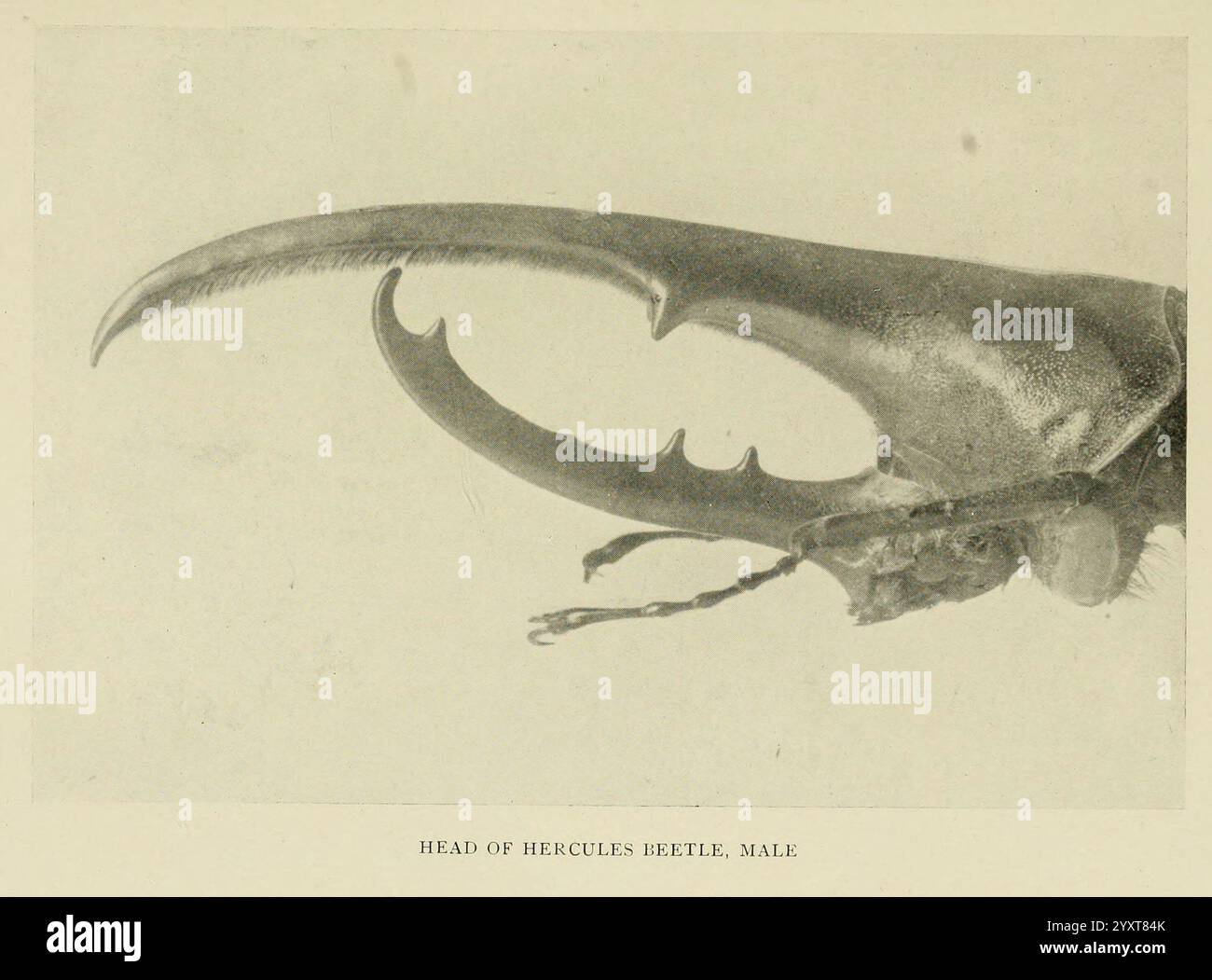 Impressive morphology hi-res stock photography and images - Alamy