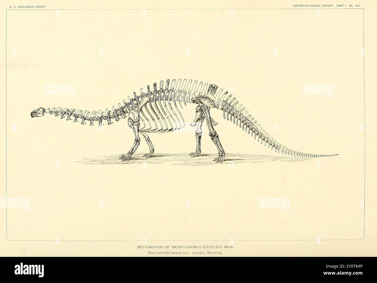 Understanding skeletal function hi-res stock photography and images - Alamy