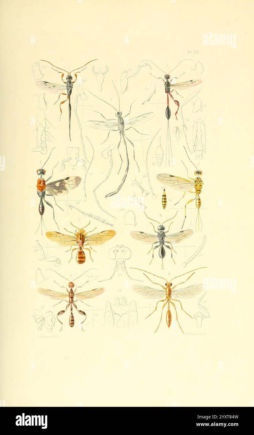 Diverse wasp species hi-res stock photography and images - Alamy