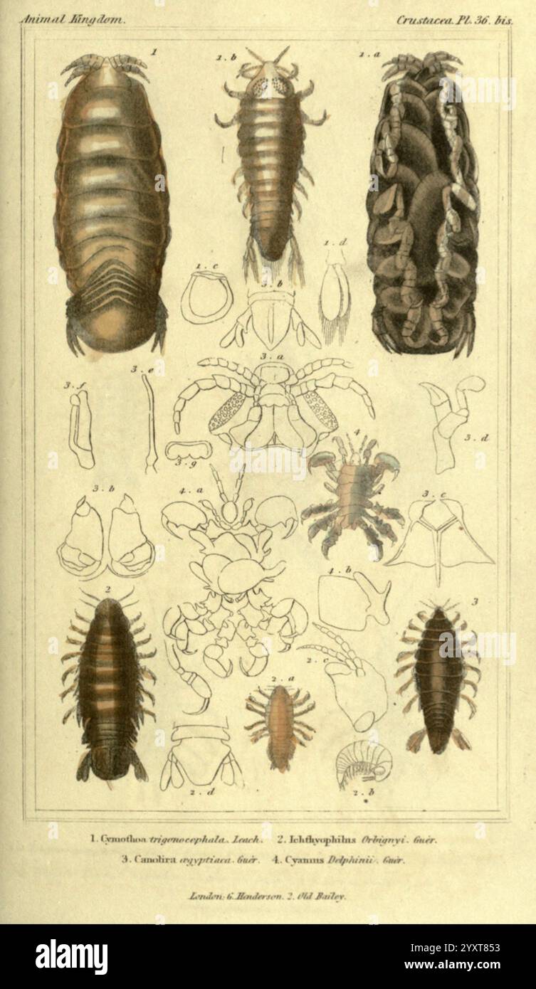 Exoskeleton characteristics hi-res stock photography and images - Alamy