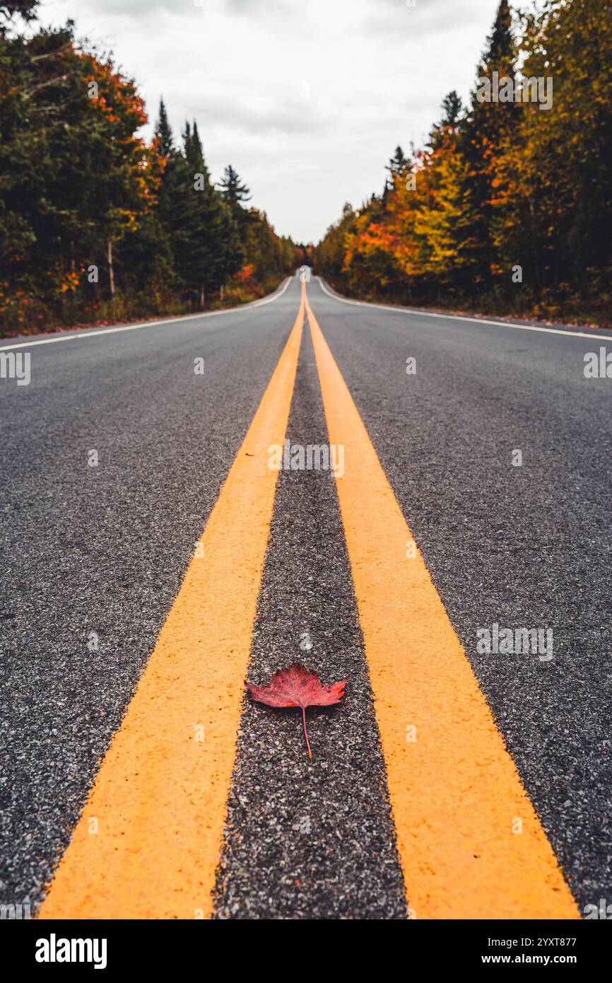 Low angle photography of a single fallen leaf on the asphalt road ...