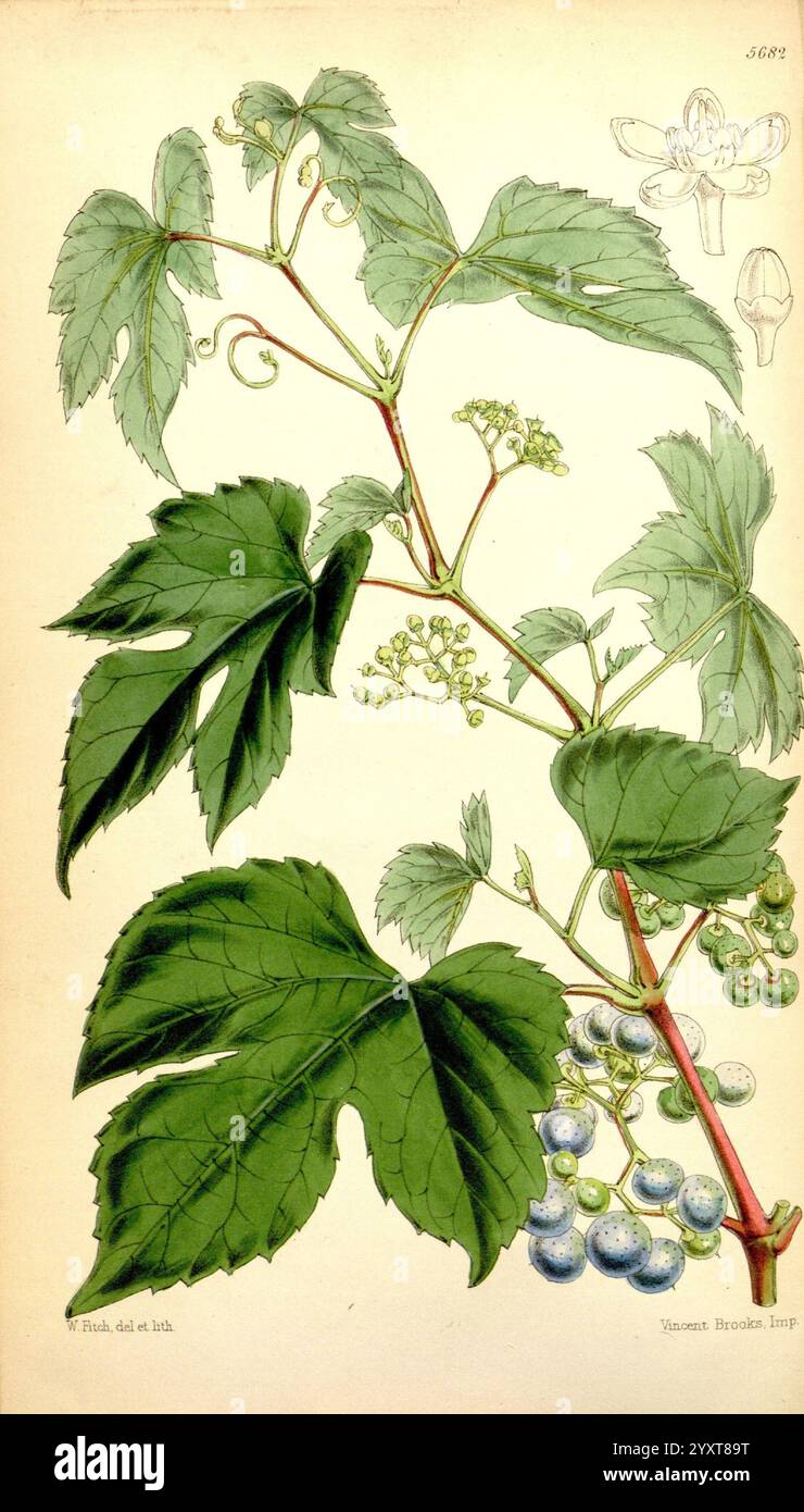 Curtis's Botanical Magazine London, New York, Botanical illustration ...