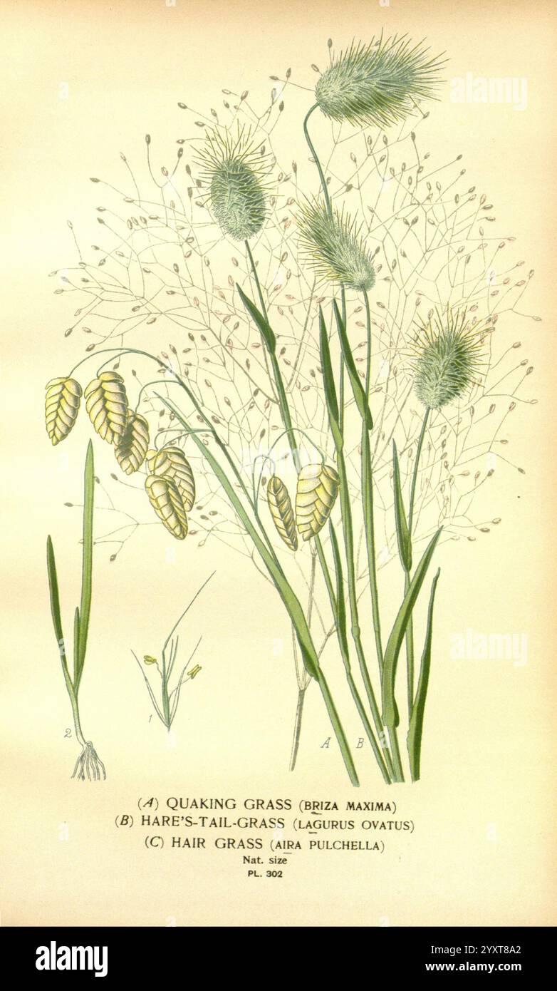 Favourite, flowers, of, garden, and, greenhouse, London, and, New York ...