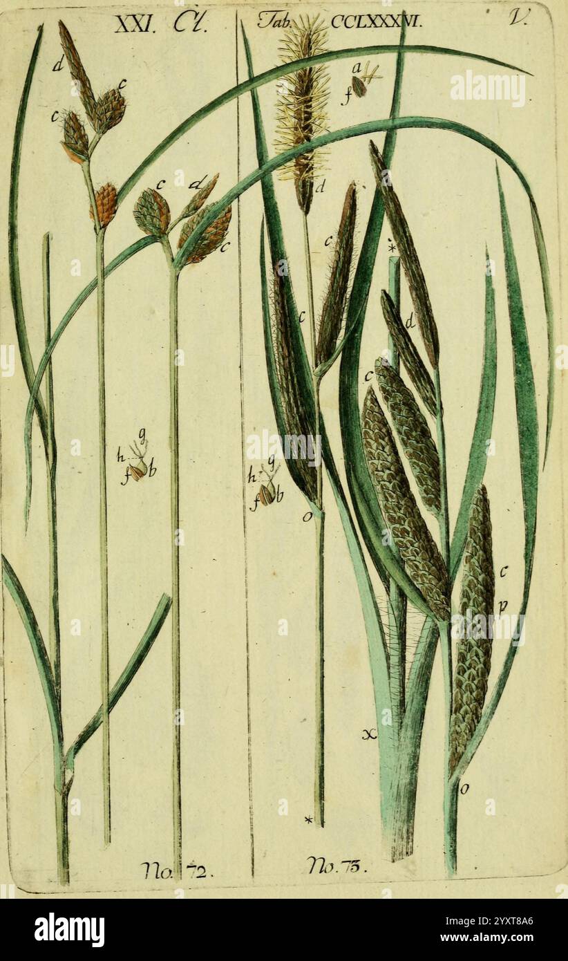 Understanding grass morphology hi-res stock photography and images - Alamy