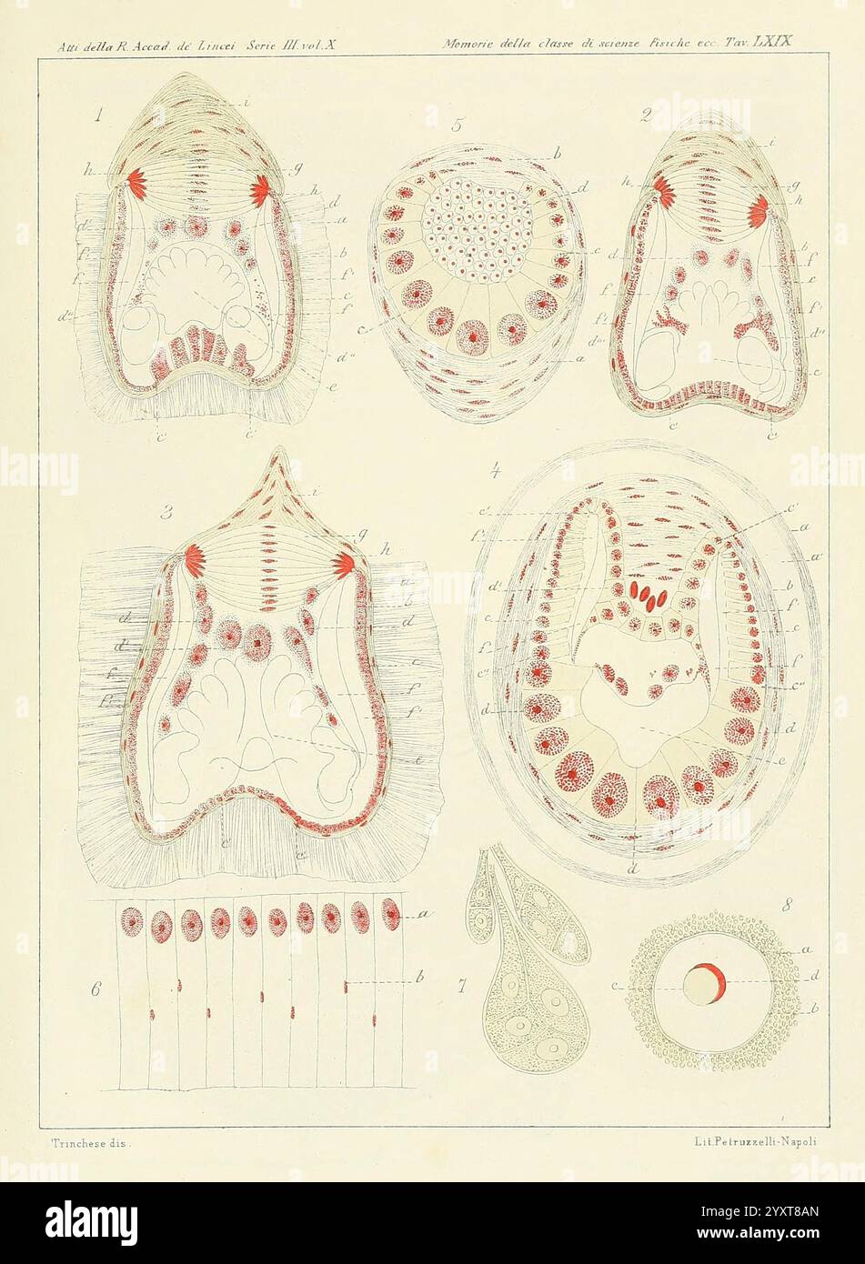 Studying microscopic life forms hi-res stock photography and images - Alamy