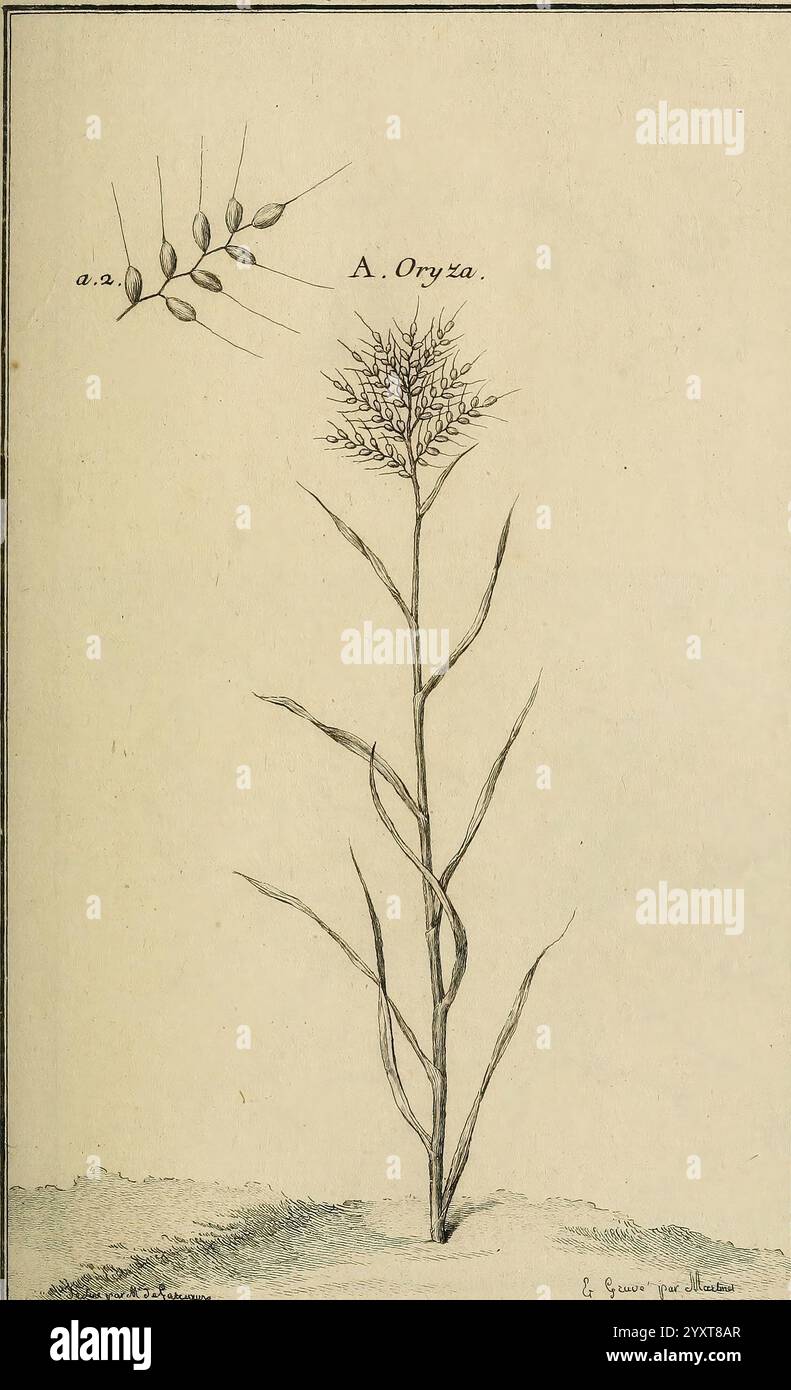 Several seed heads depicted hi-res stock photography and images - Alamy