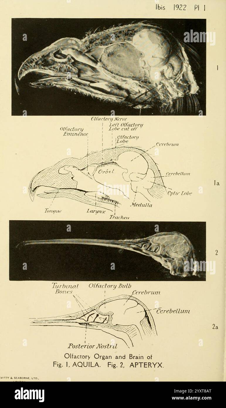 First section depicts hi-res stock photography and images - Alamy