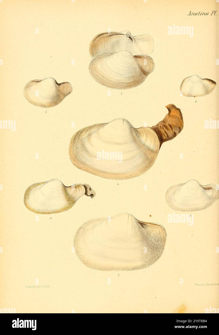 Conchologia iconica, or Illustrations of the shells of molluscous ...