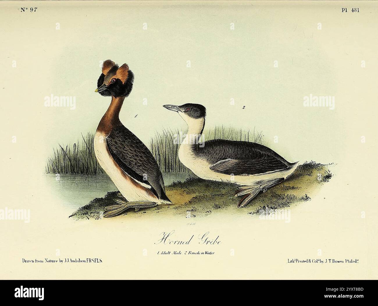 The birds of America New York G.R. Lockwood 1871 1839 birds North ...