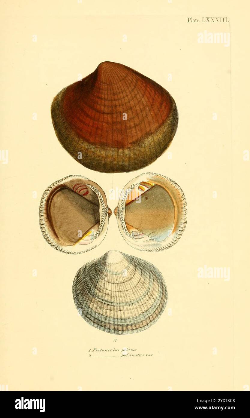 Two additional shells hi-res stock photography and images - Alamy