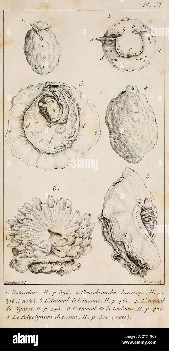 Le règne animal distribué d'après son organisation, A Paris, Chez ...