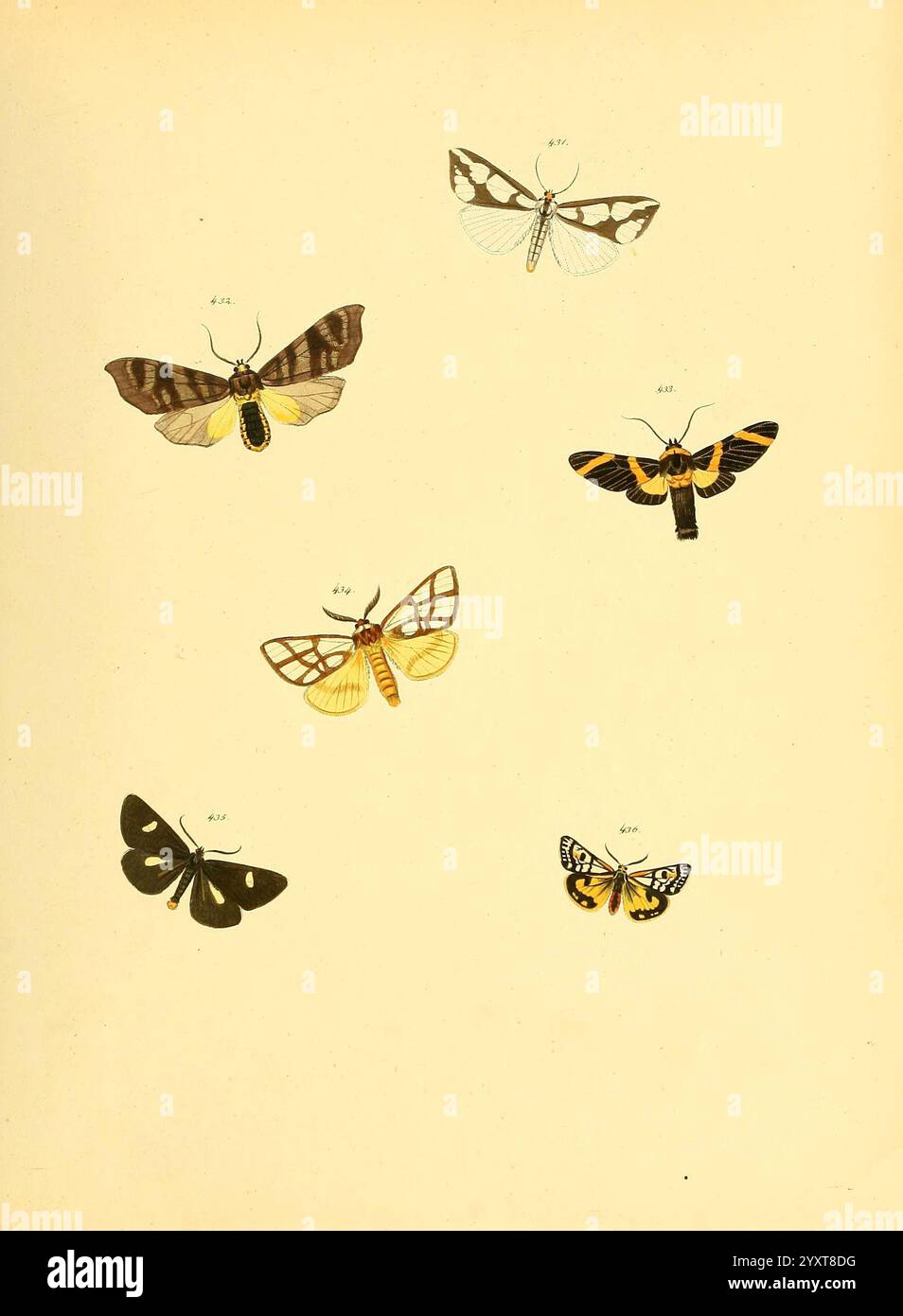 Another moth stands hi-res stock photography and images - Alamy