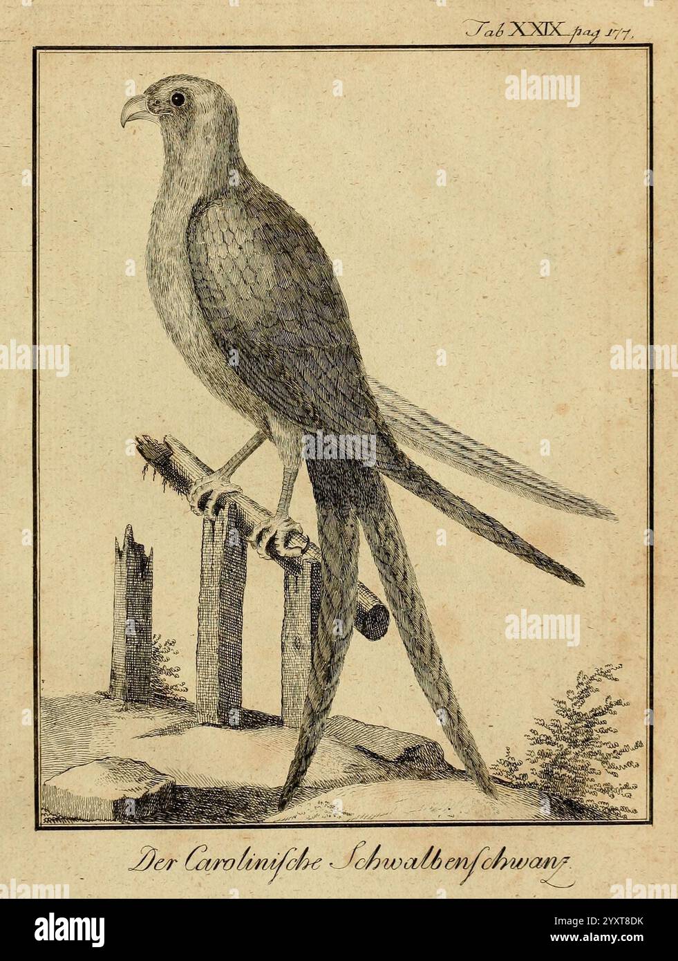 Büffons Naturgeschichte der Vögel, Leipzig, bey Hermann Heinrich Holle ...
