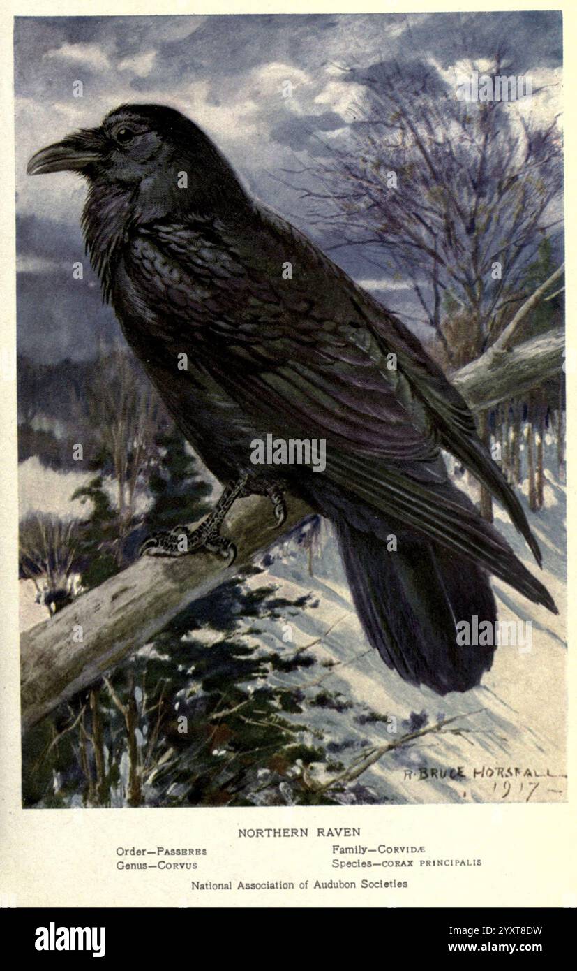 Ravens anatomy hi-res stock photography and images - Alamy