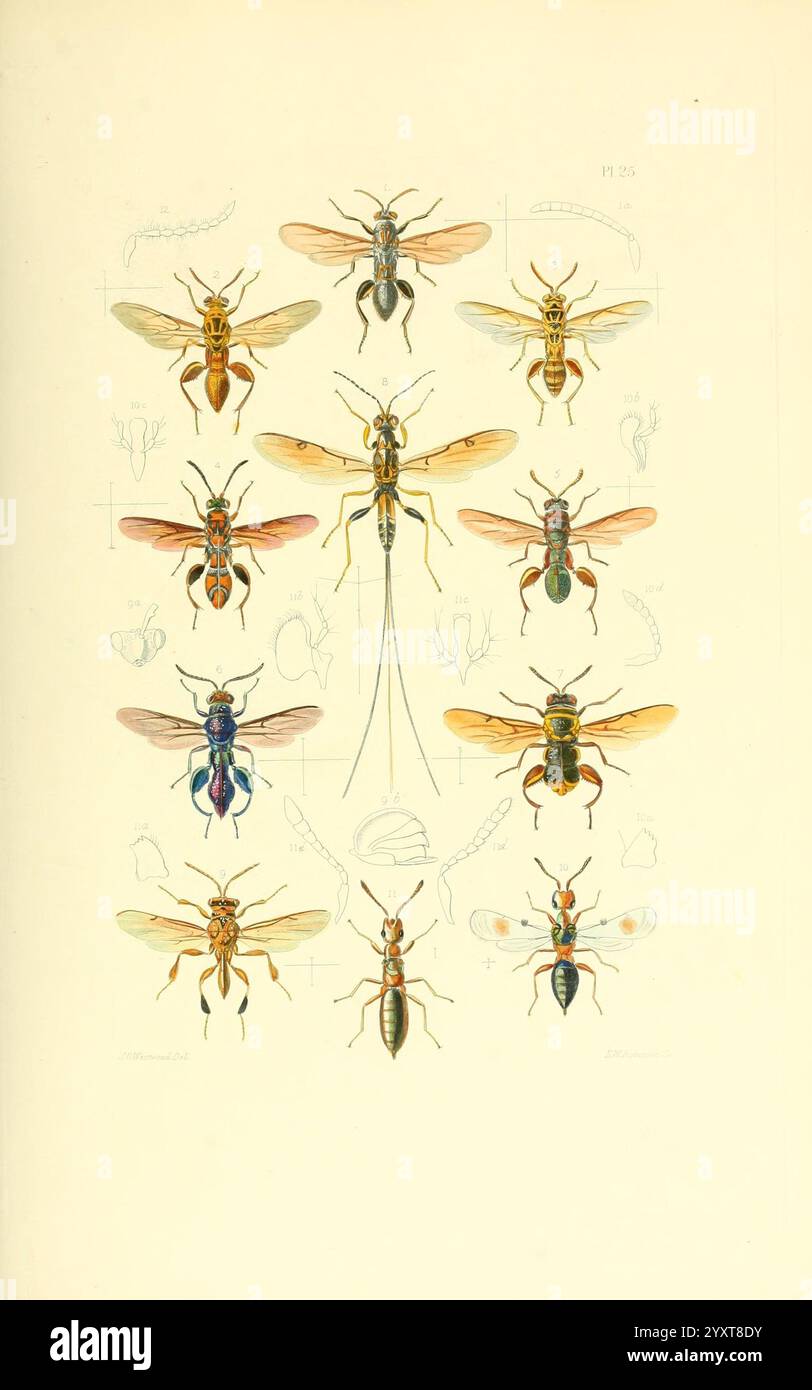 Educational depiction highlights differences hi-res stock photography ...