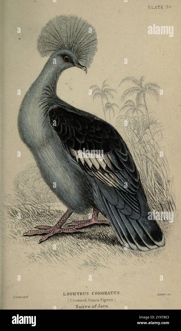 Pigeons, Edinburgh, W. H. Lizars, [etc, 1845?], pigeons, the younger ...