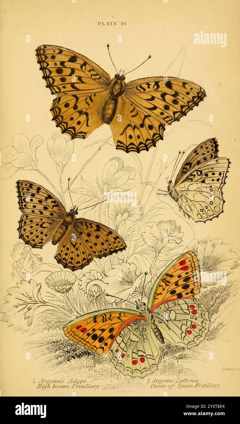 The, natural, history, of, British, butterflies, Dublin, S. Highley ...
