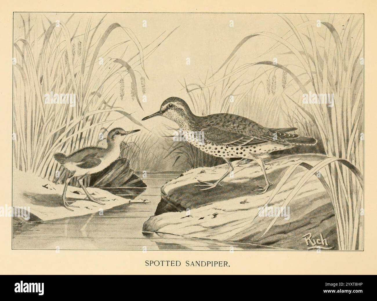 Feathered game of the Northeast, New York, T.Y. Crowell & Co. 1907 ...