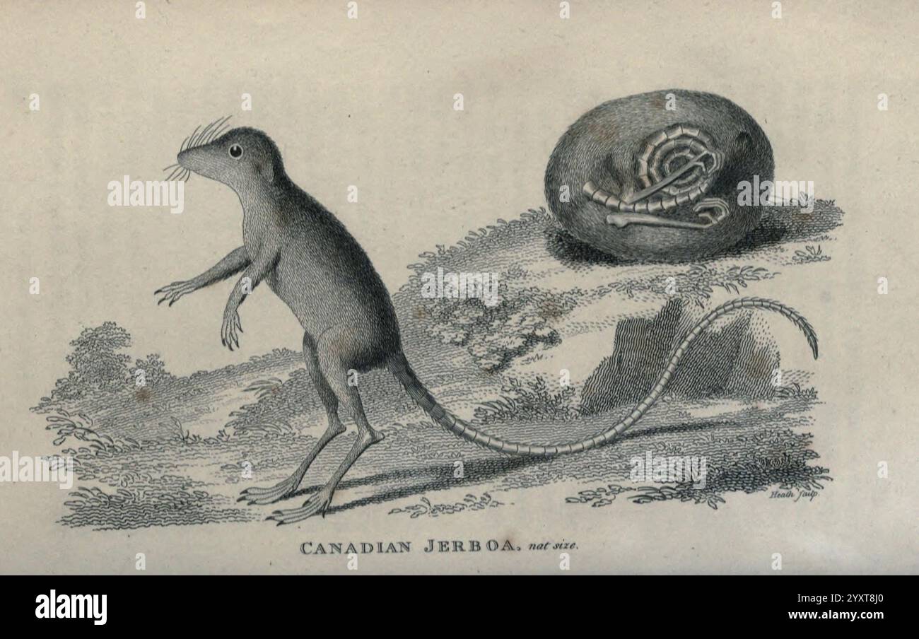 Hind legs displaying hi-res stock photography and images - Alamy