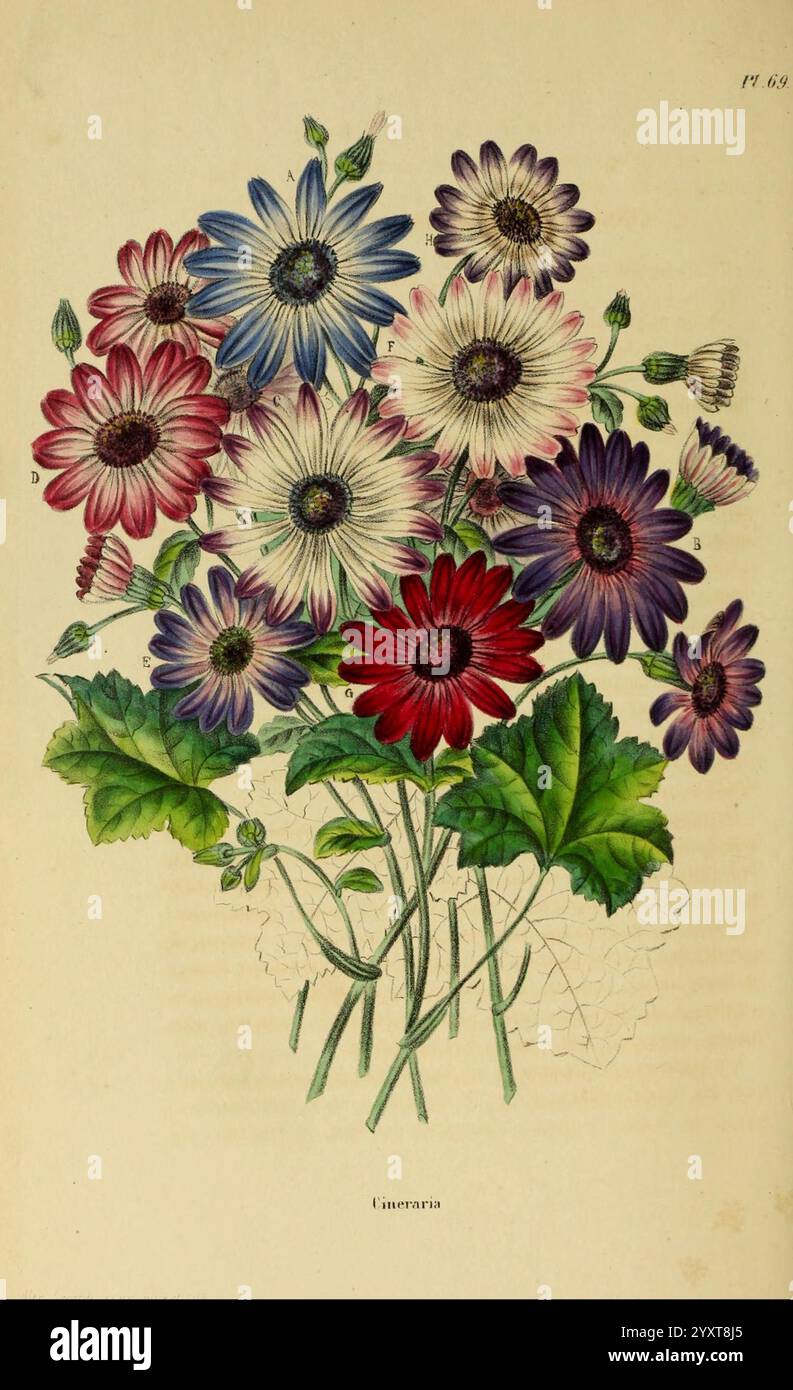 Distinctive petal patterns hi-res stock photography and images - Alamy