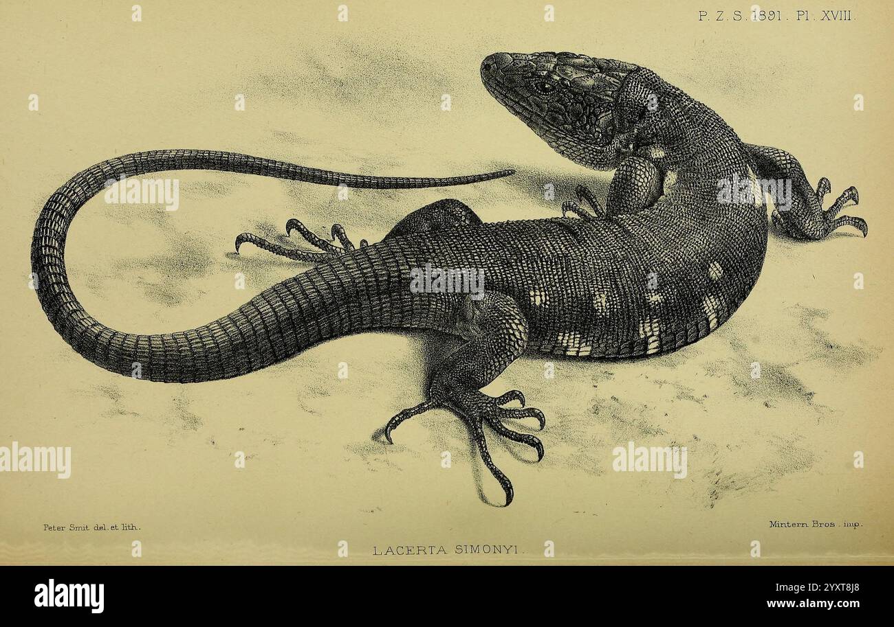 London london academic press periodicals zoology lizards hi-res stock ...