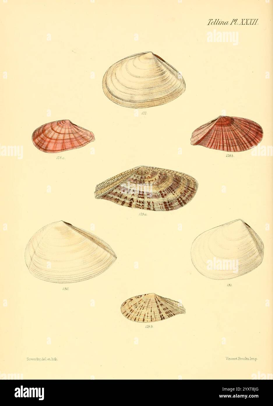 Conchologia Iconica, or Illustrations of the Shells of Molluscous ...