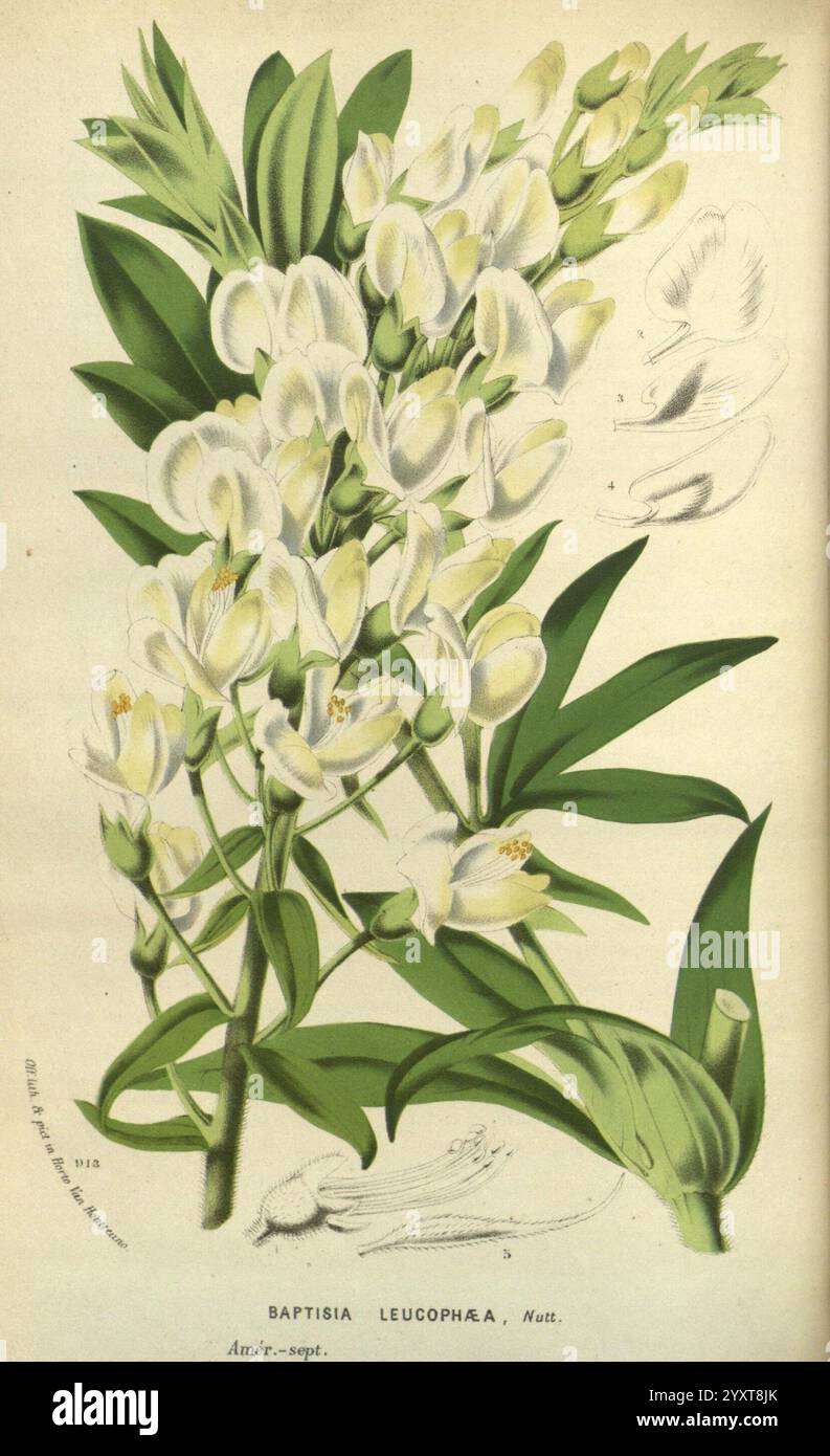 Baptisia leucophaea plant hi-res stock photography and images - Alamy