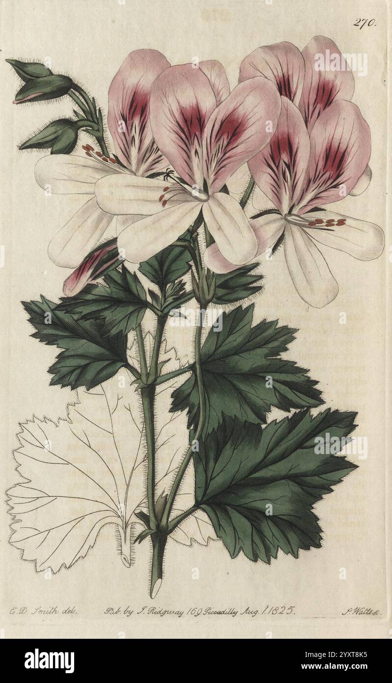 Geraniaceae, London, Printed for James Ridgway, Piccadilly, 1820-1830 ...