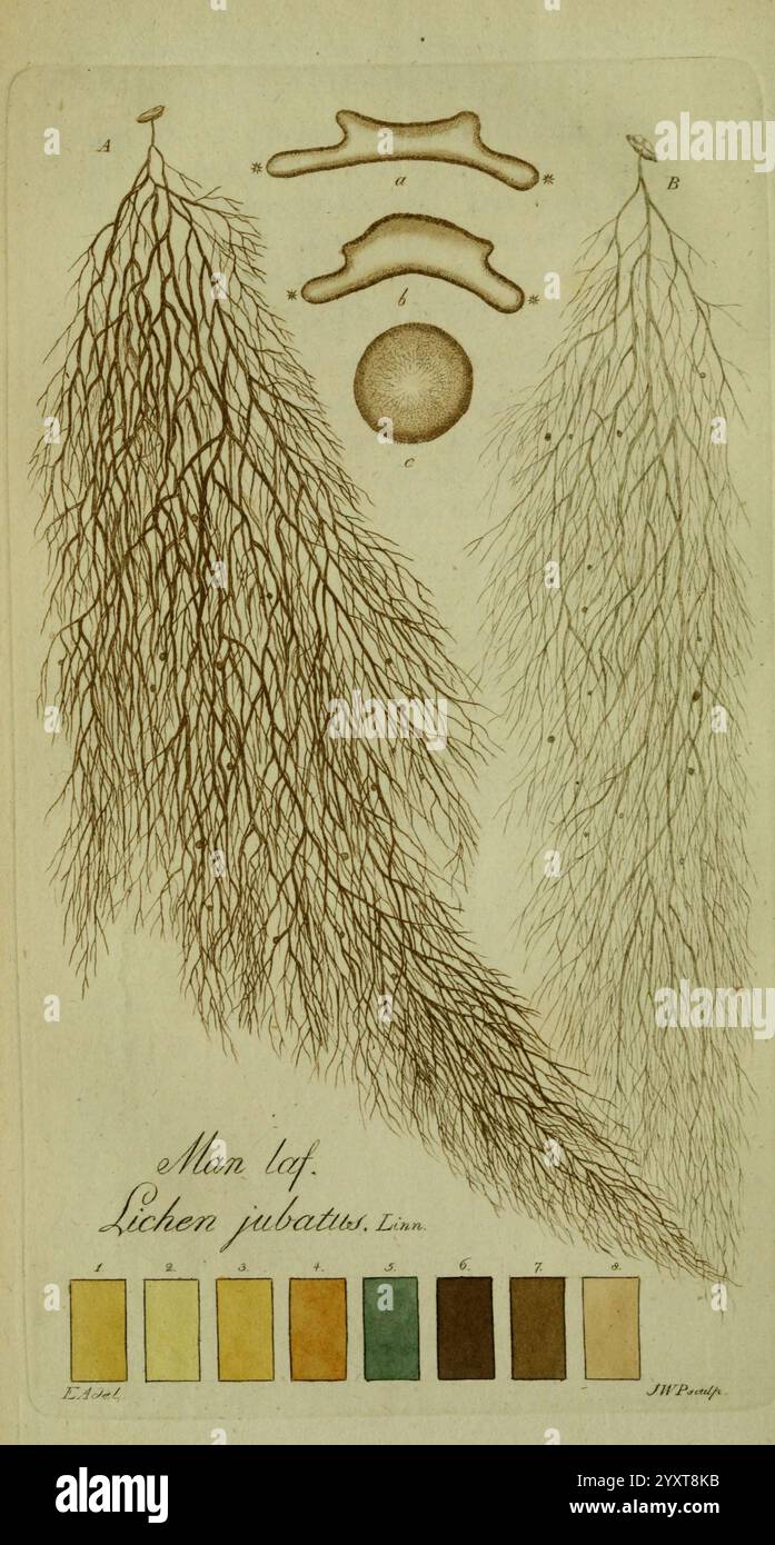 Understanding lichen morphology hi-res stock photography and images - Alamy