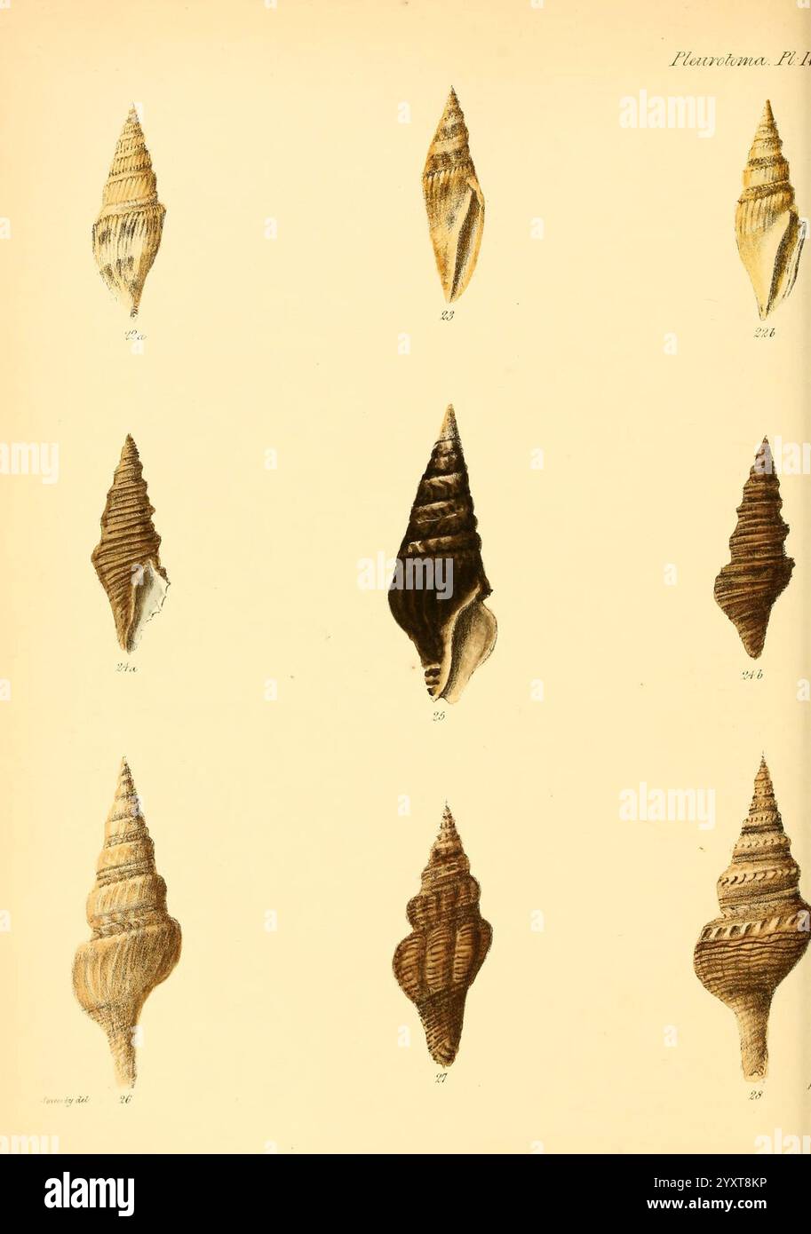 Striking spiral details hi-res stock photography and images - Alamy