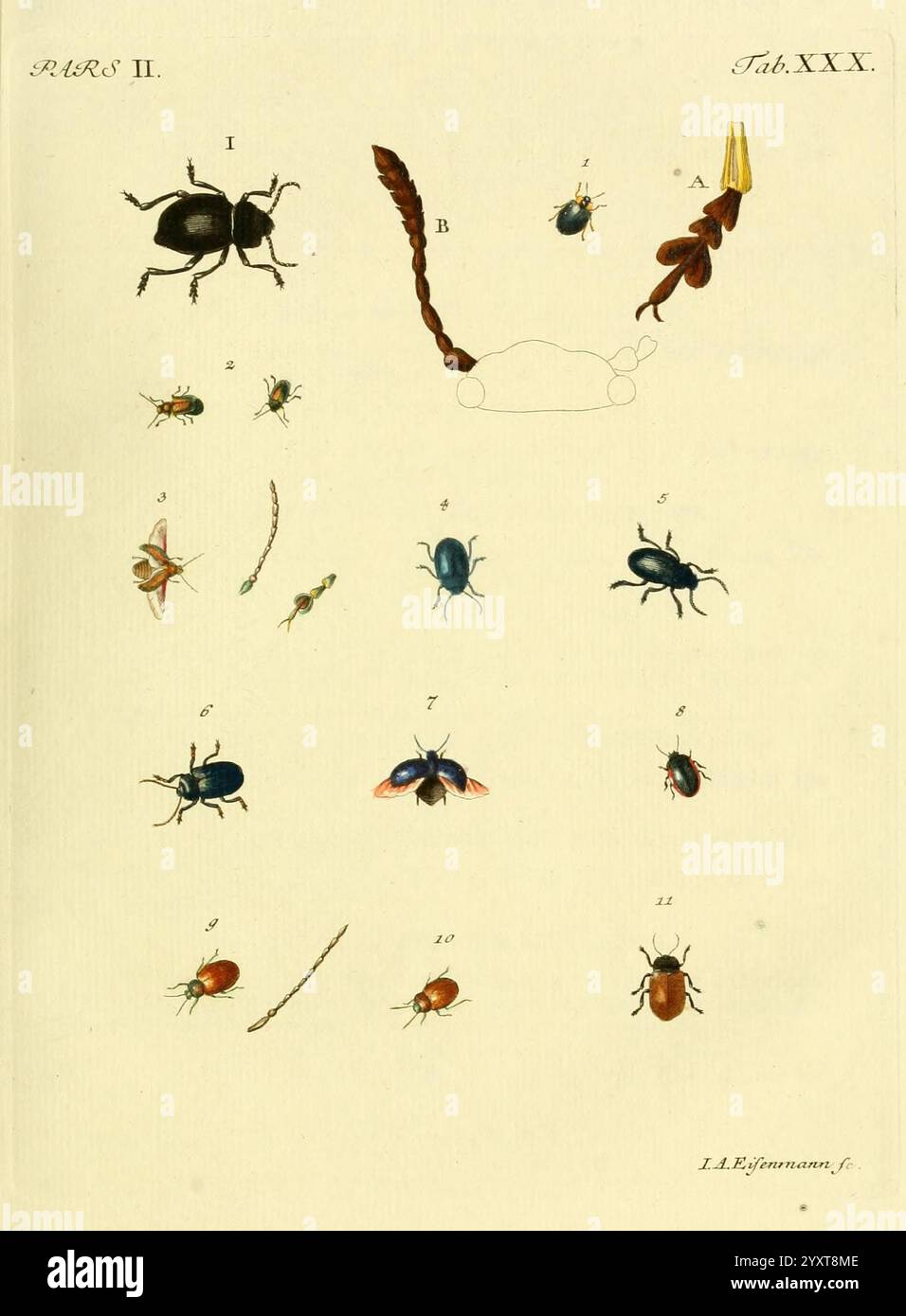 J.E. Voet, M. Doct, Catalogus Systematicus Coleopterorum = À la Haye ...