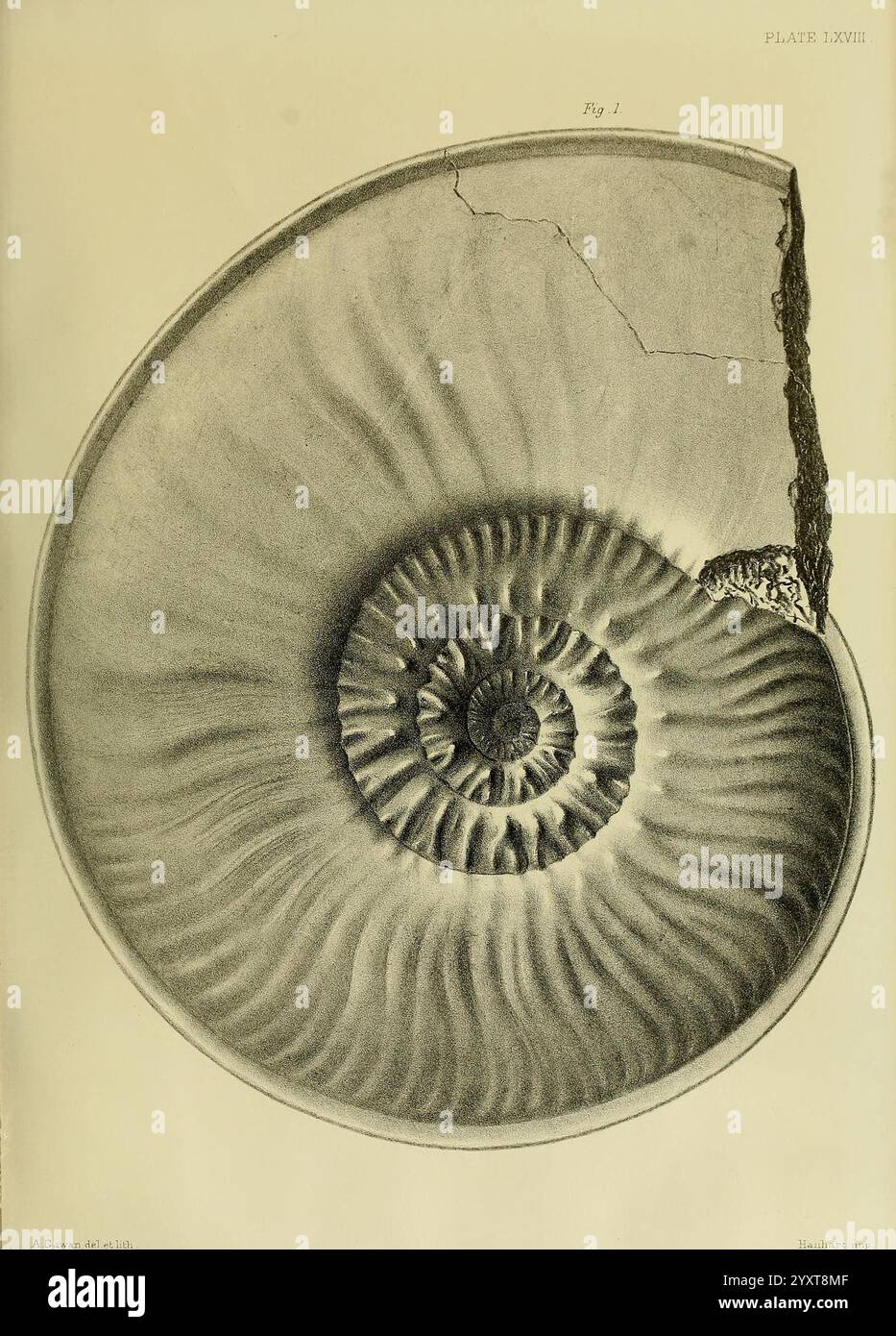 Observable textures hi-res stock photography and images - Alamy