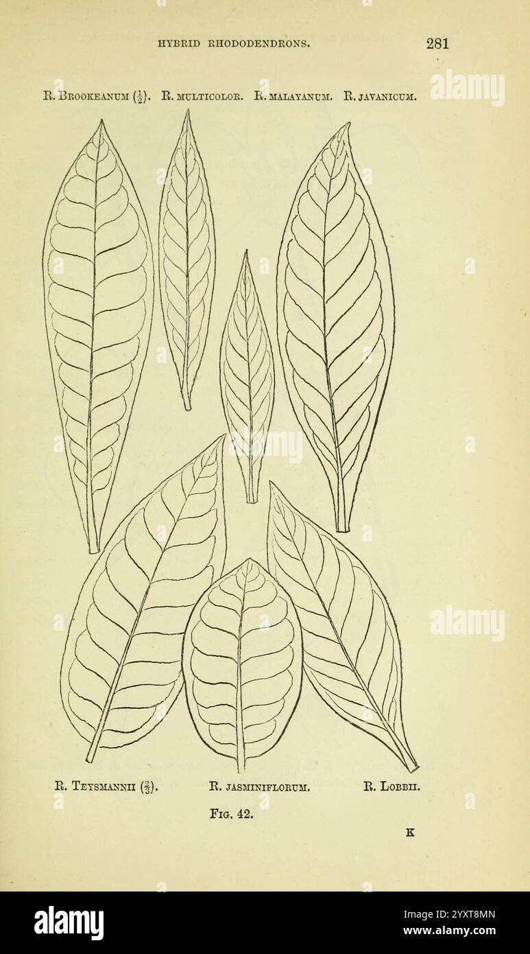 Leaf shapes vary hi-res stock photography and images - Alamy