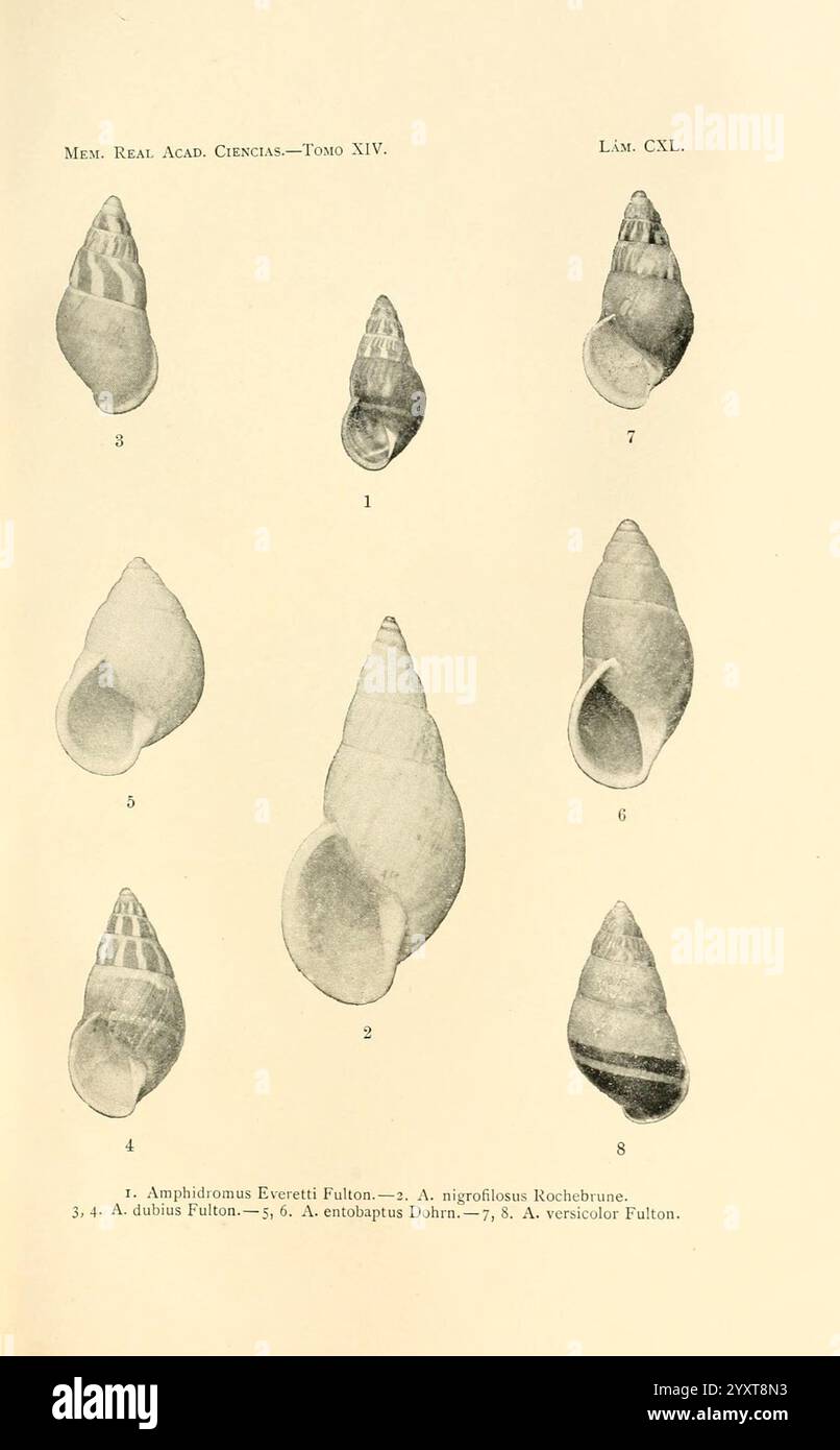 Detailed characteristics visible hi-res stock photography and images ...