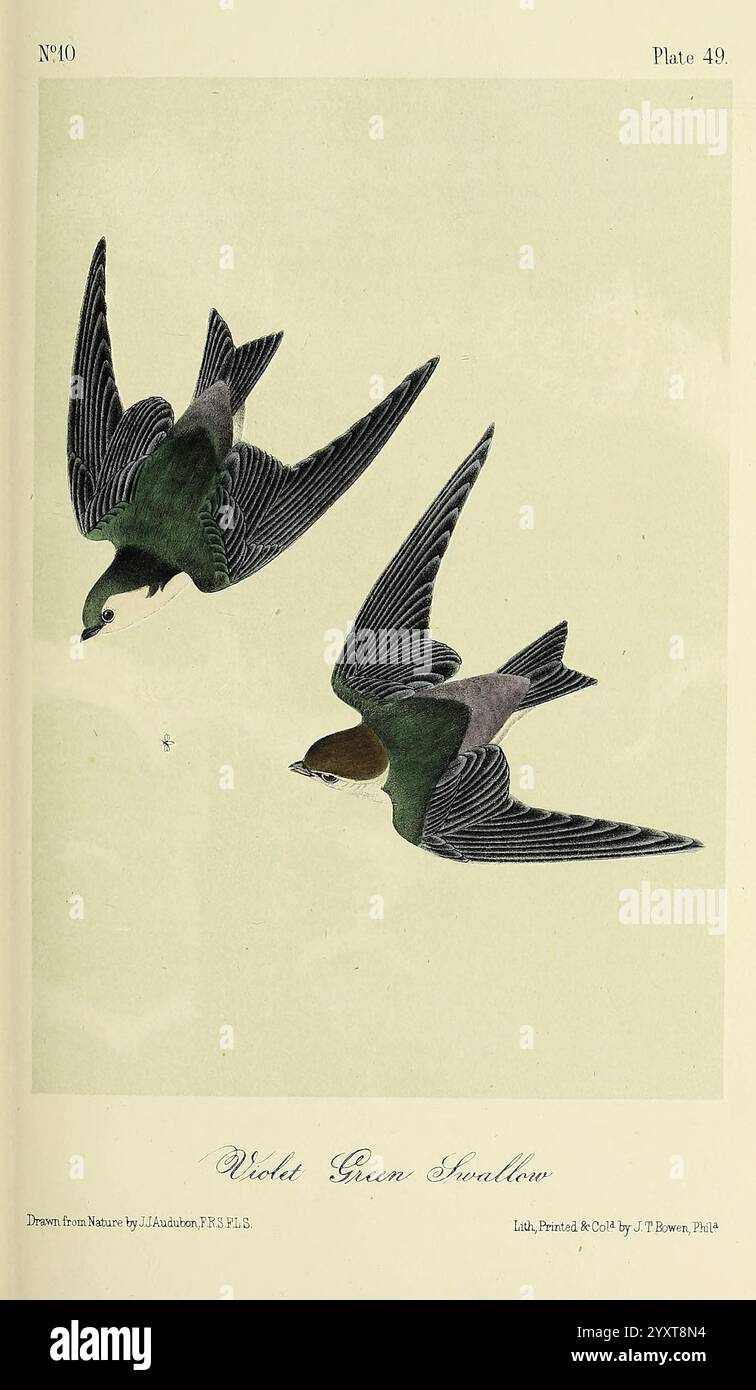 The birds of America, New York, G.R. Lockwood, 1871, c1839, birds ...