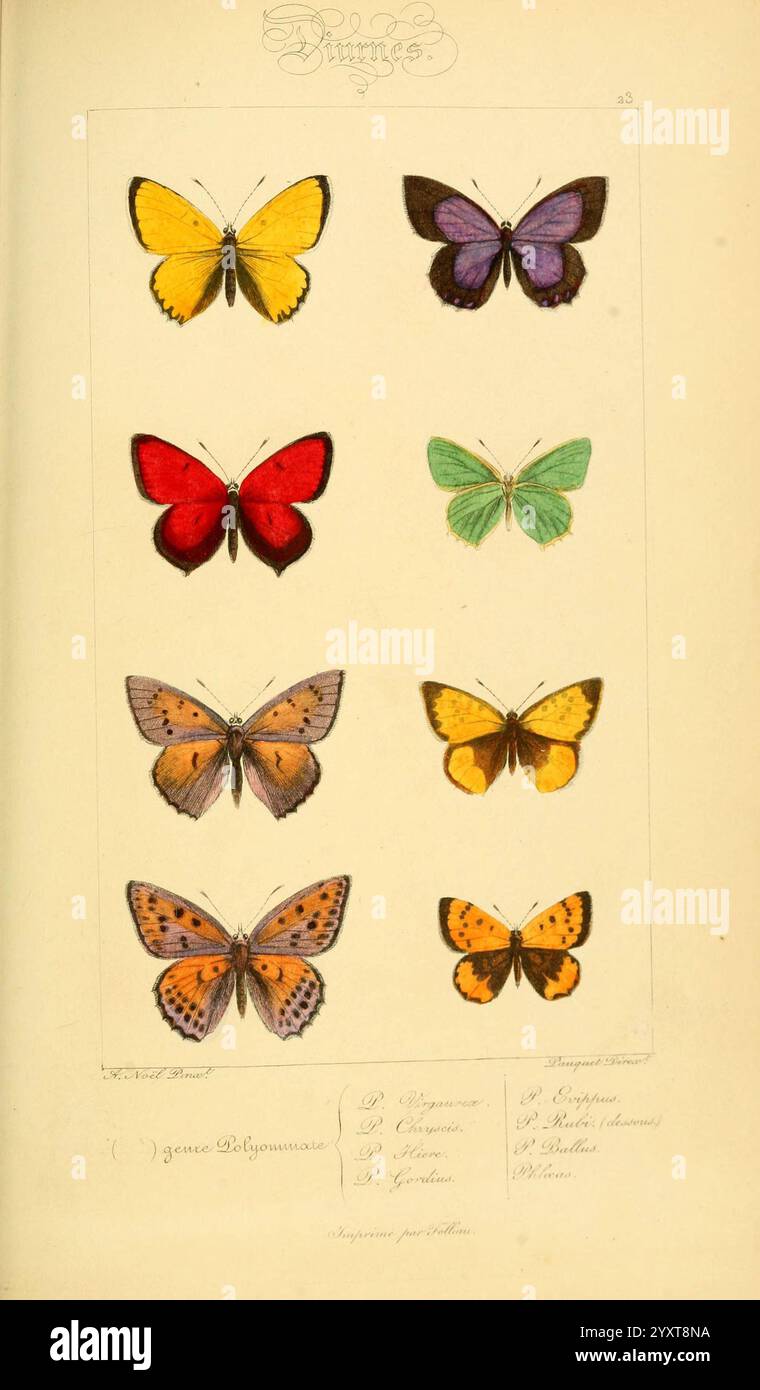 Top row features three unique butterfly species hi-res stock ...