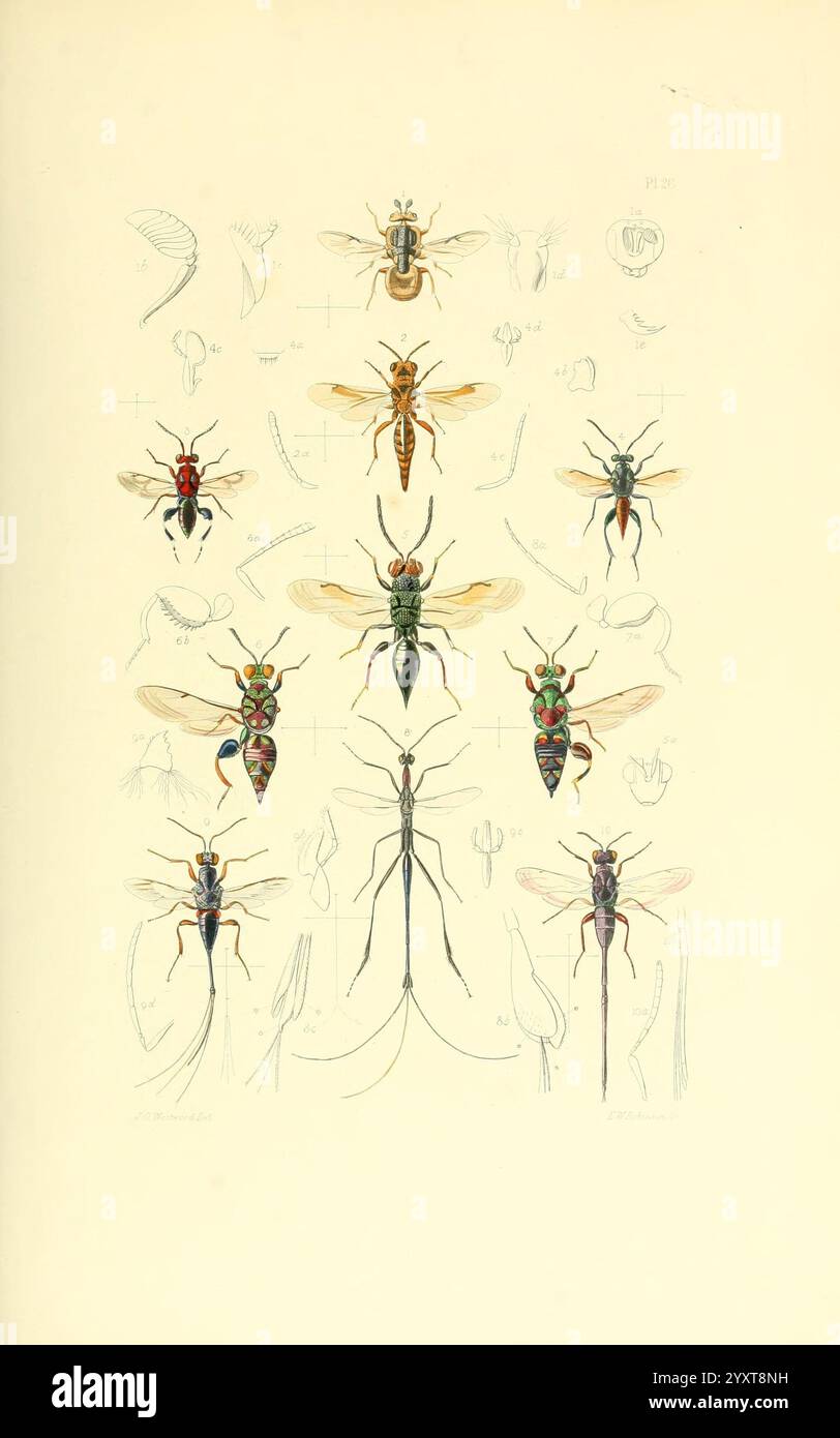 Longer legged insects hi-res stock photography and images - Alamy