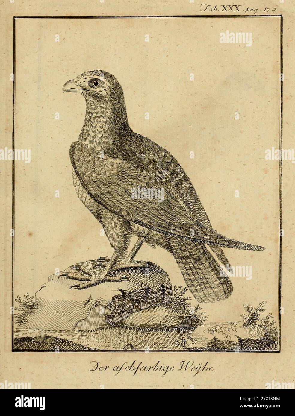 Hawks adventurous spirit hi-res stock photography and images - Alamy