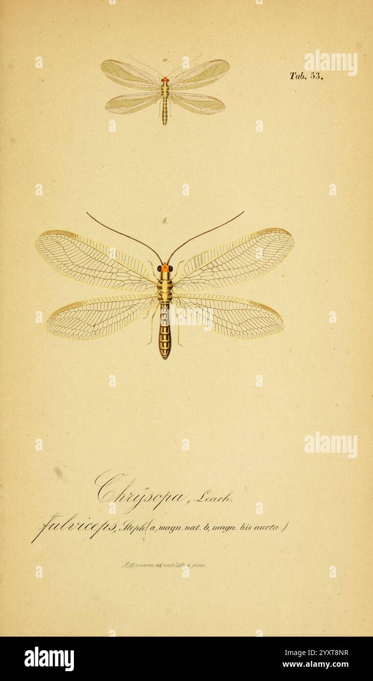 Symbolae ad monographiam generis Chrysopae, Leach. Vratislaviae, apud ...