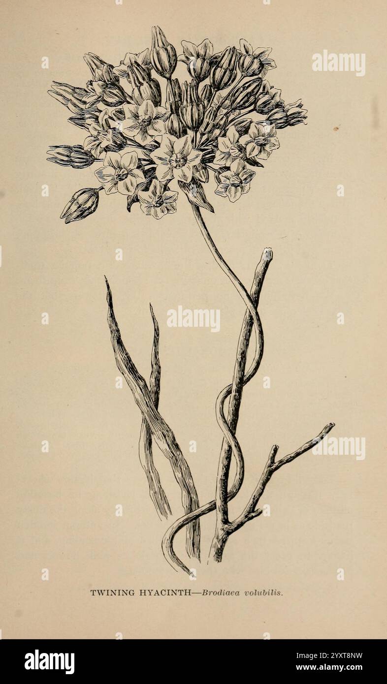 The wild flowers of California, San Francisco, Payot, Upham, & company ...