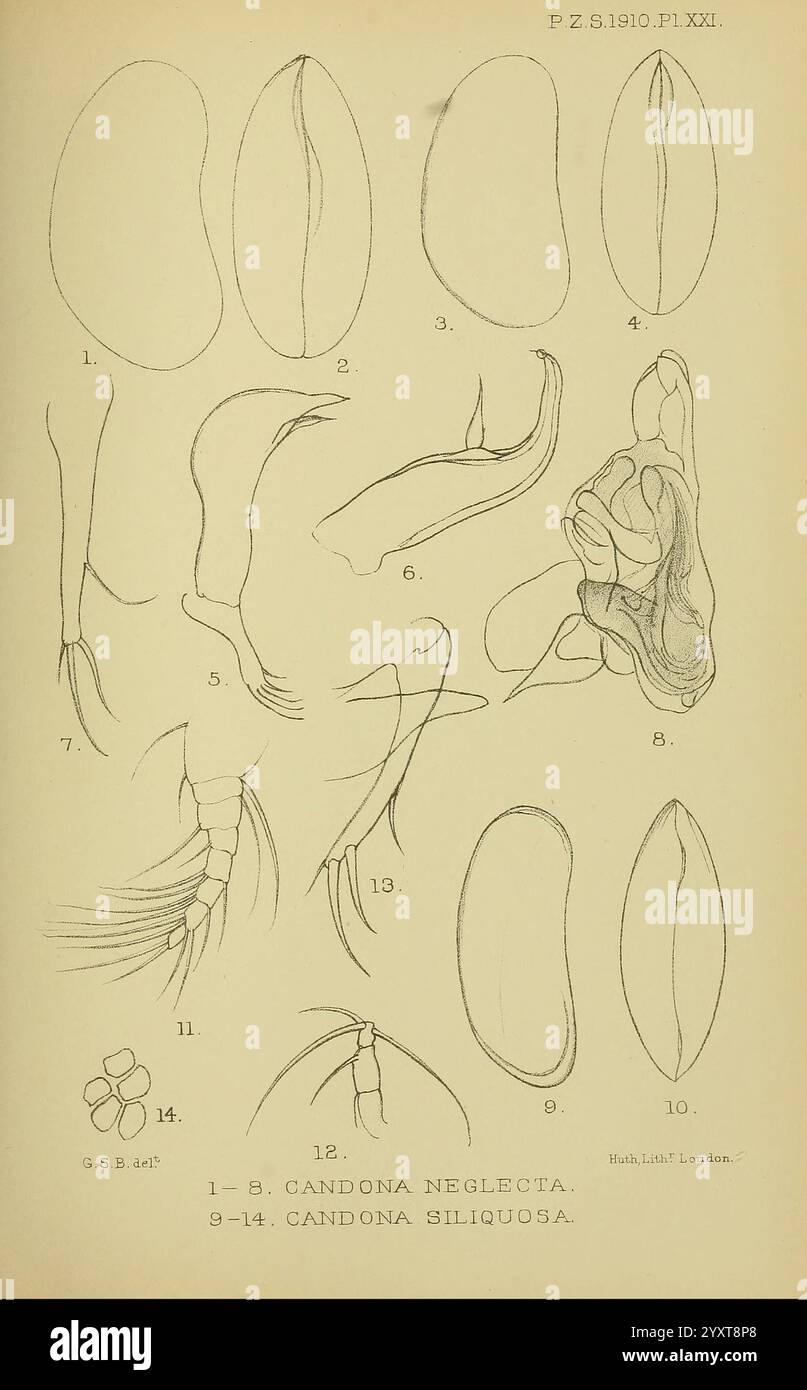 Different candona species hi-res stock photography and images - Alamy