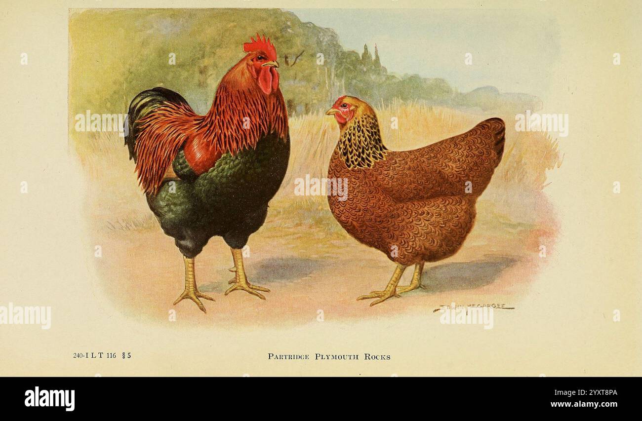Hen displays hi-res stock photography and images - Alamy