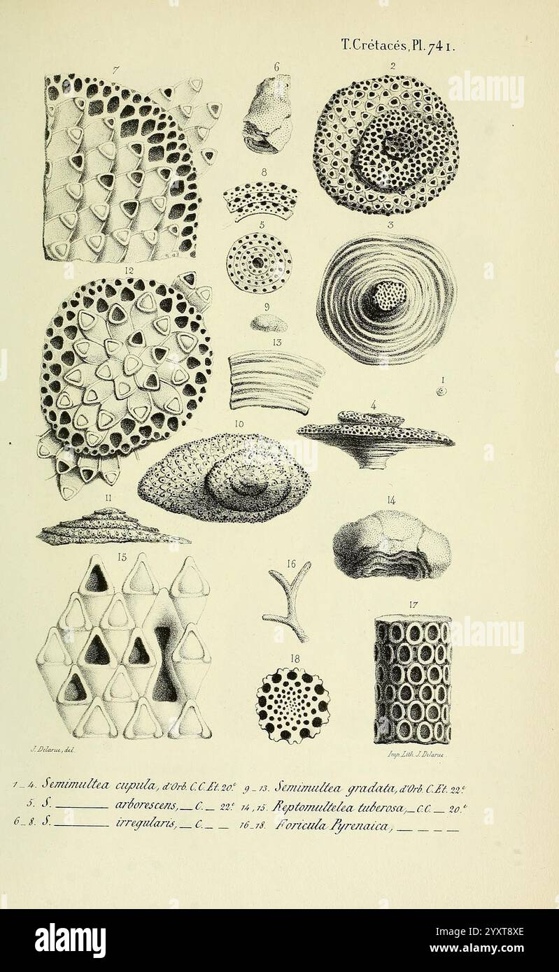 Diverse microscopic structures hi-res stock photography and images - Alamy