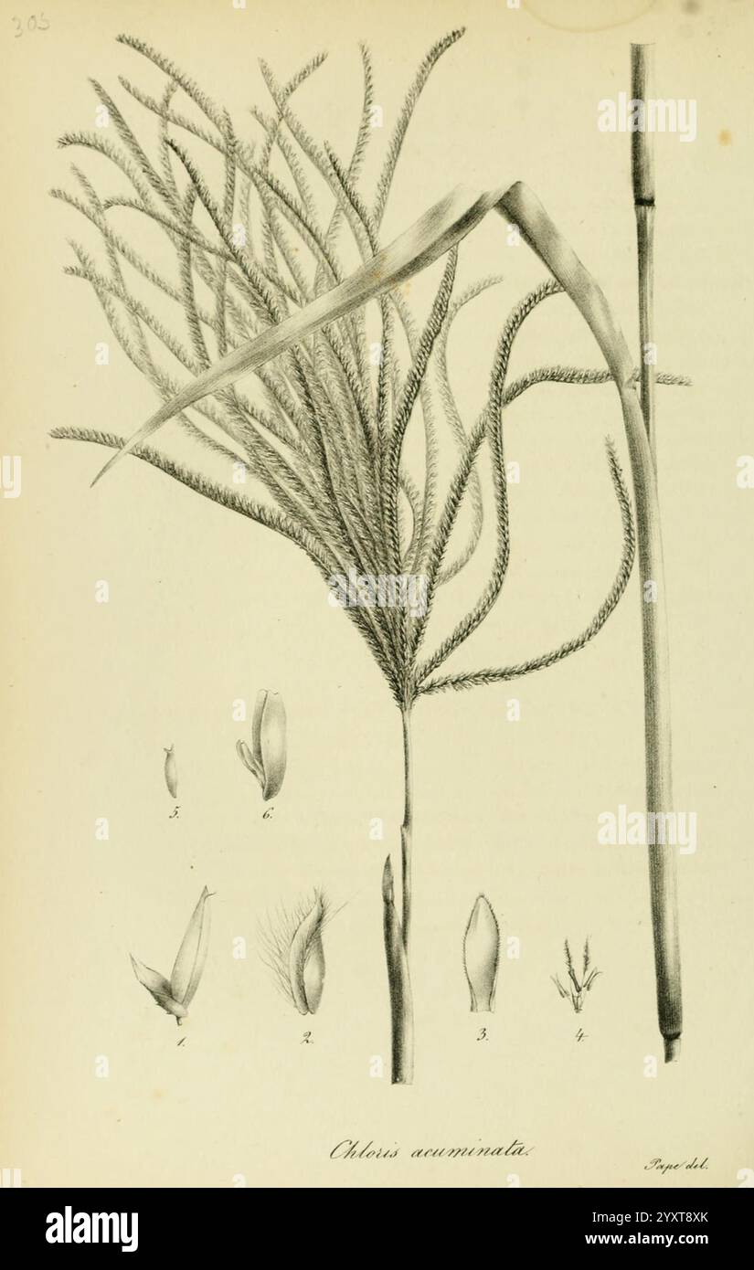Species Graminum, Petropoli, Impensis Academiae Imperialis Scientiarum ...