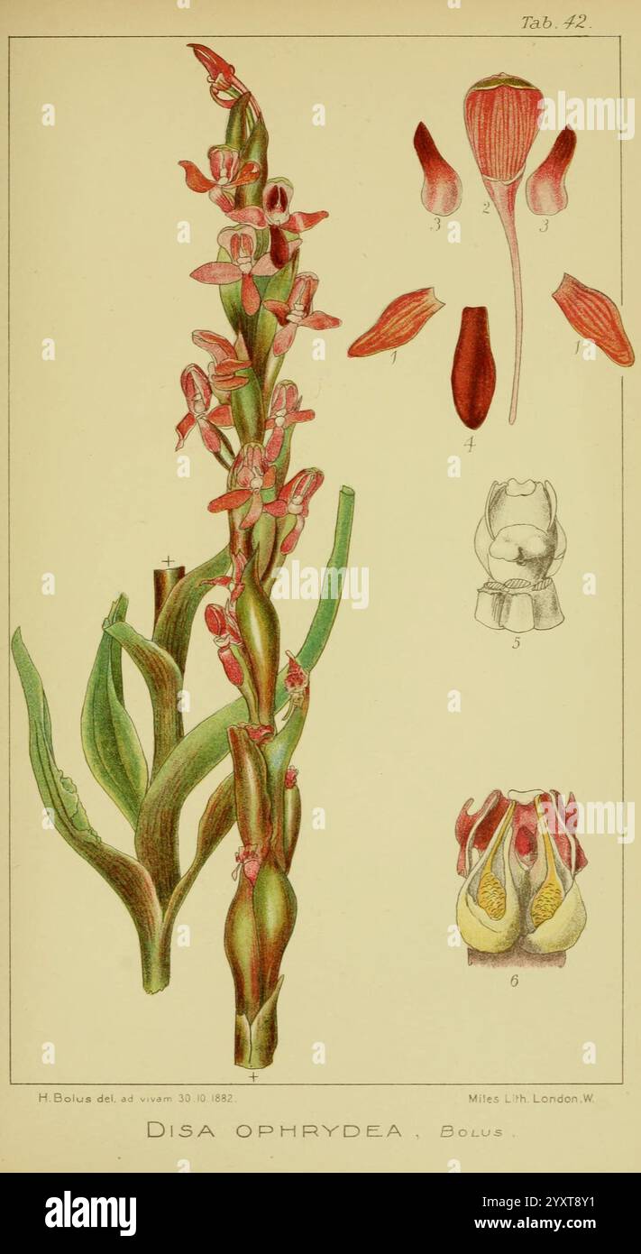 Disas ophrydea species hi-res stock photography and images - Alamy