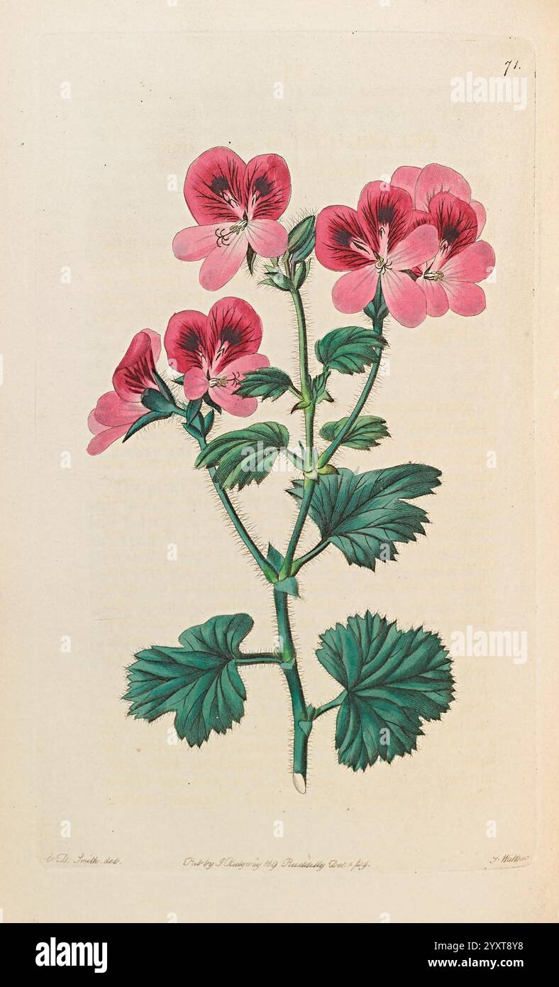 Delicate stem features hi-res stock photography and images - Alamy