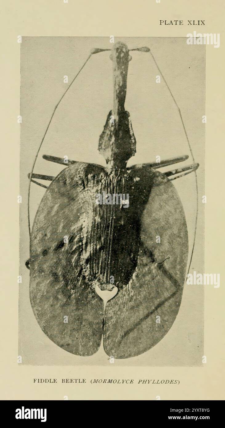 Exoskeleton emphasize hi-res stock photography and images - Alamy