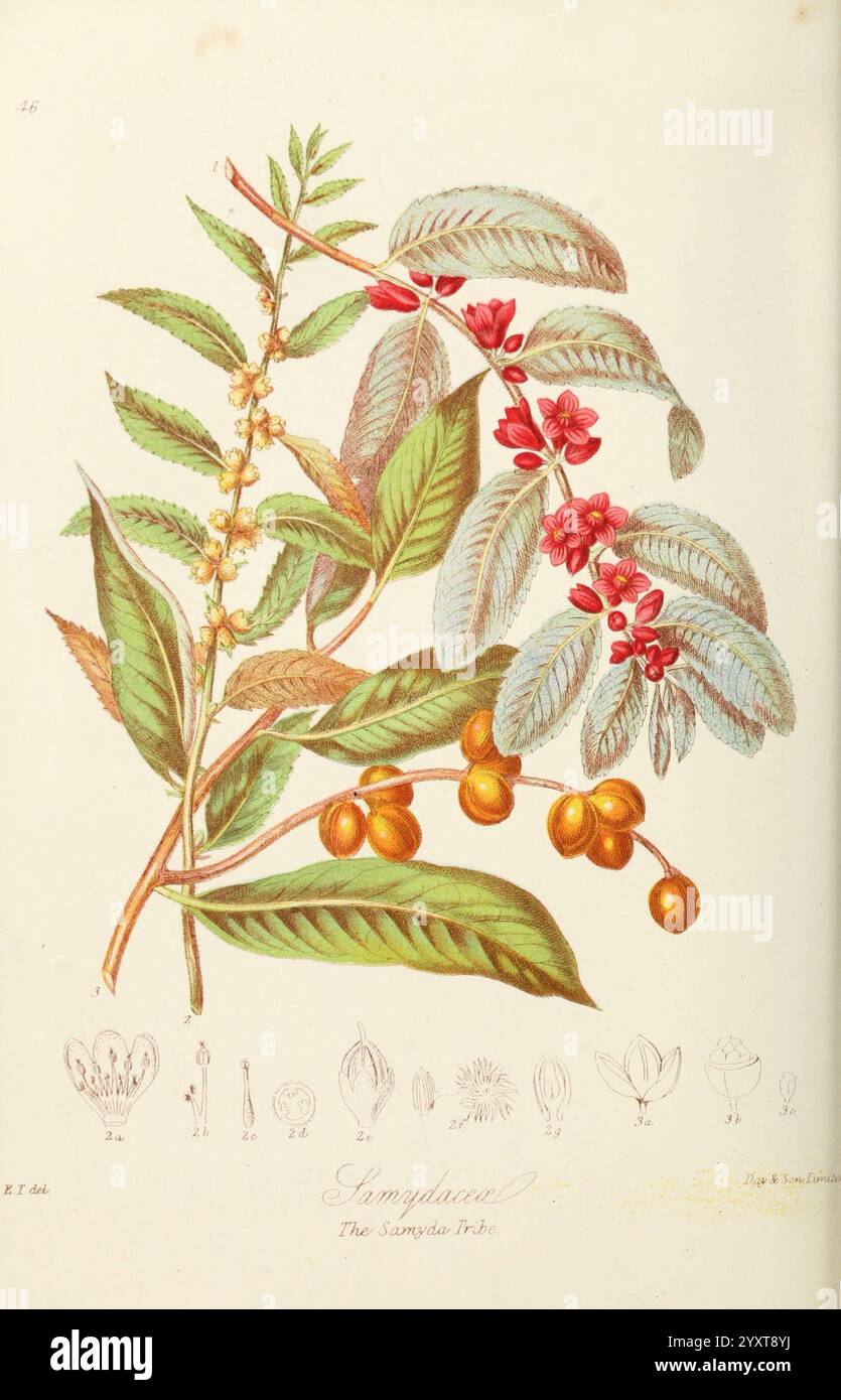 Illustrations of the natural orders of plants with groups and ...