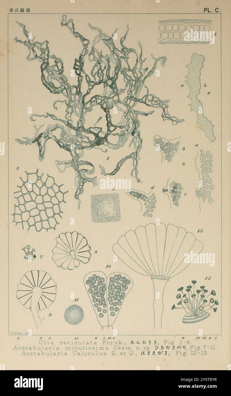 Icones, of, Japanese, algae. v.2 Tokyo, Kazamashobo 1907-1942, algae ...